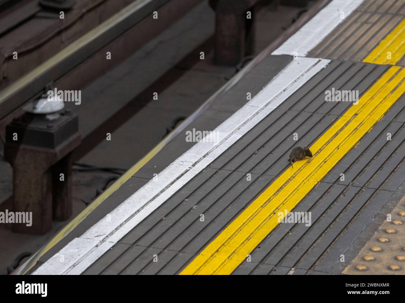 A mouse on the Northern Line underground platform at Charing Cross ...