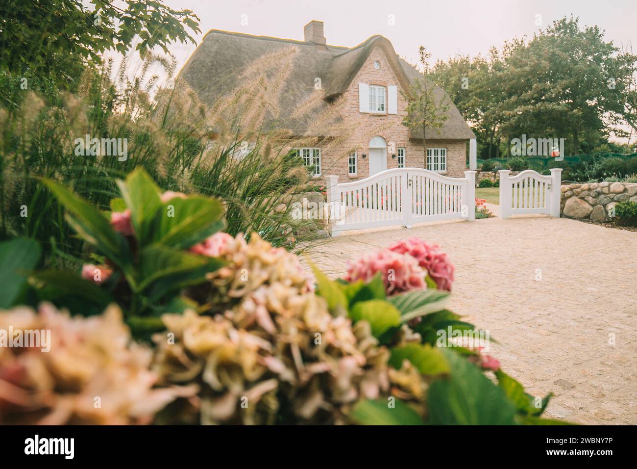 house with hydrangeas.Landscape design of a site with hydrangeas, a ...