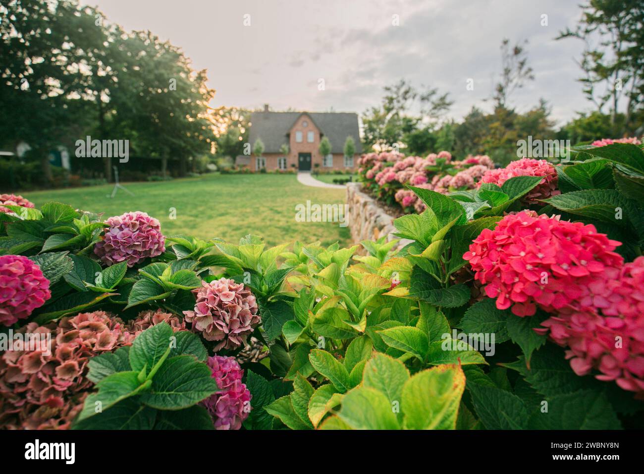 Landscape design of a site with trimmed lawn and a house. Pink ...