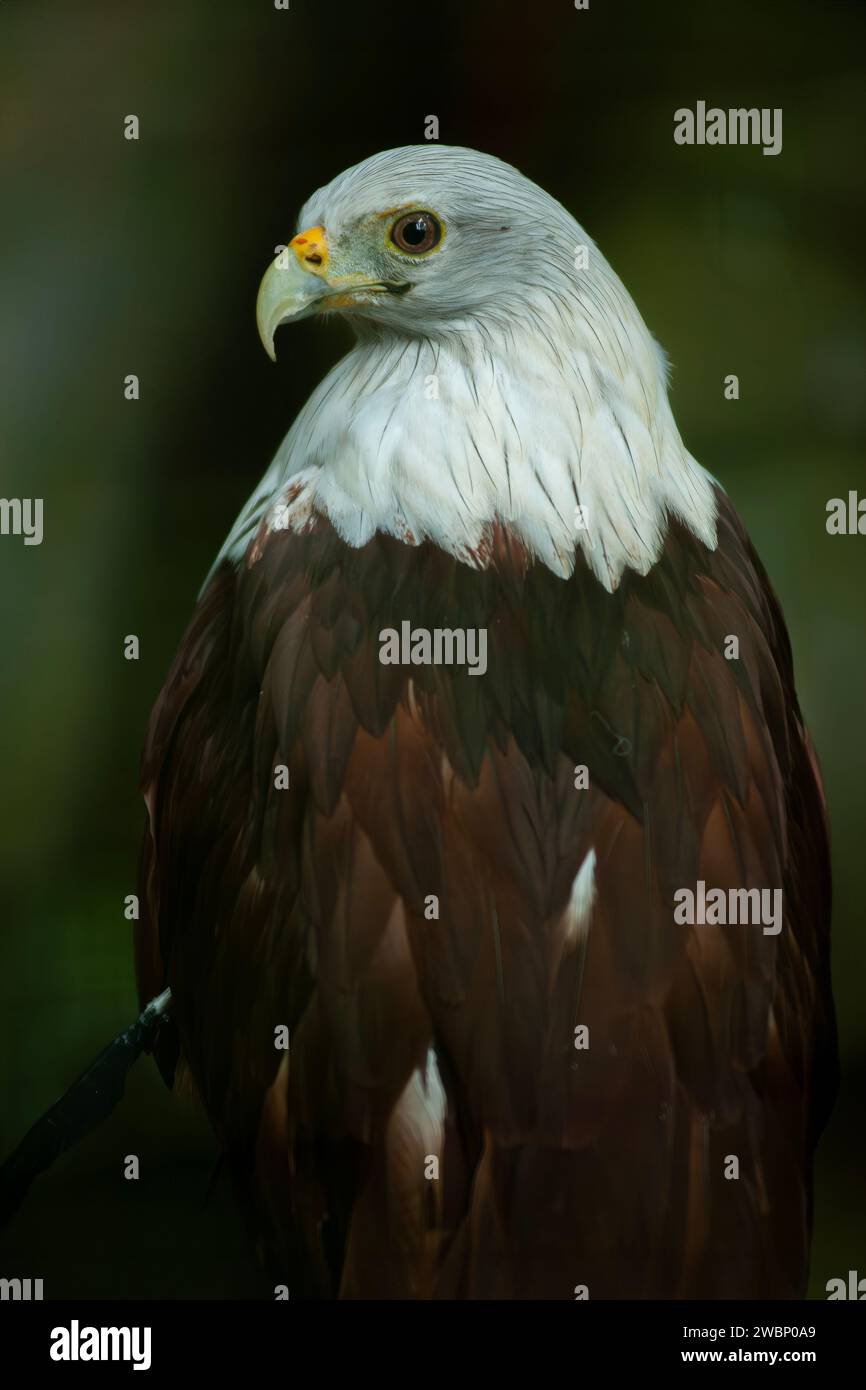 Vulture side face hi-res stock photography and images - Alamy