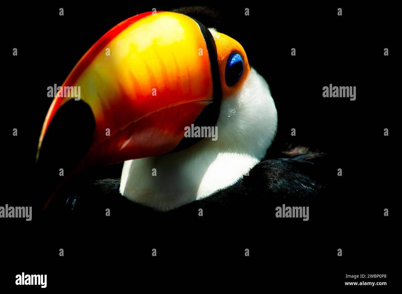 portrait of the face of a Toucan Ramphastos toco bird Stock Photo - Alamy