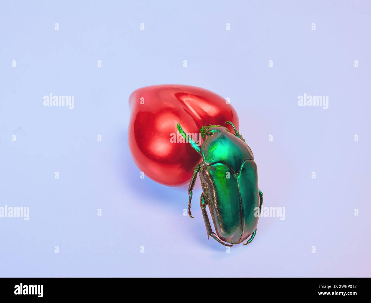Love beetles hi-res stock photography and images - Alamy