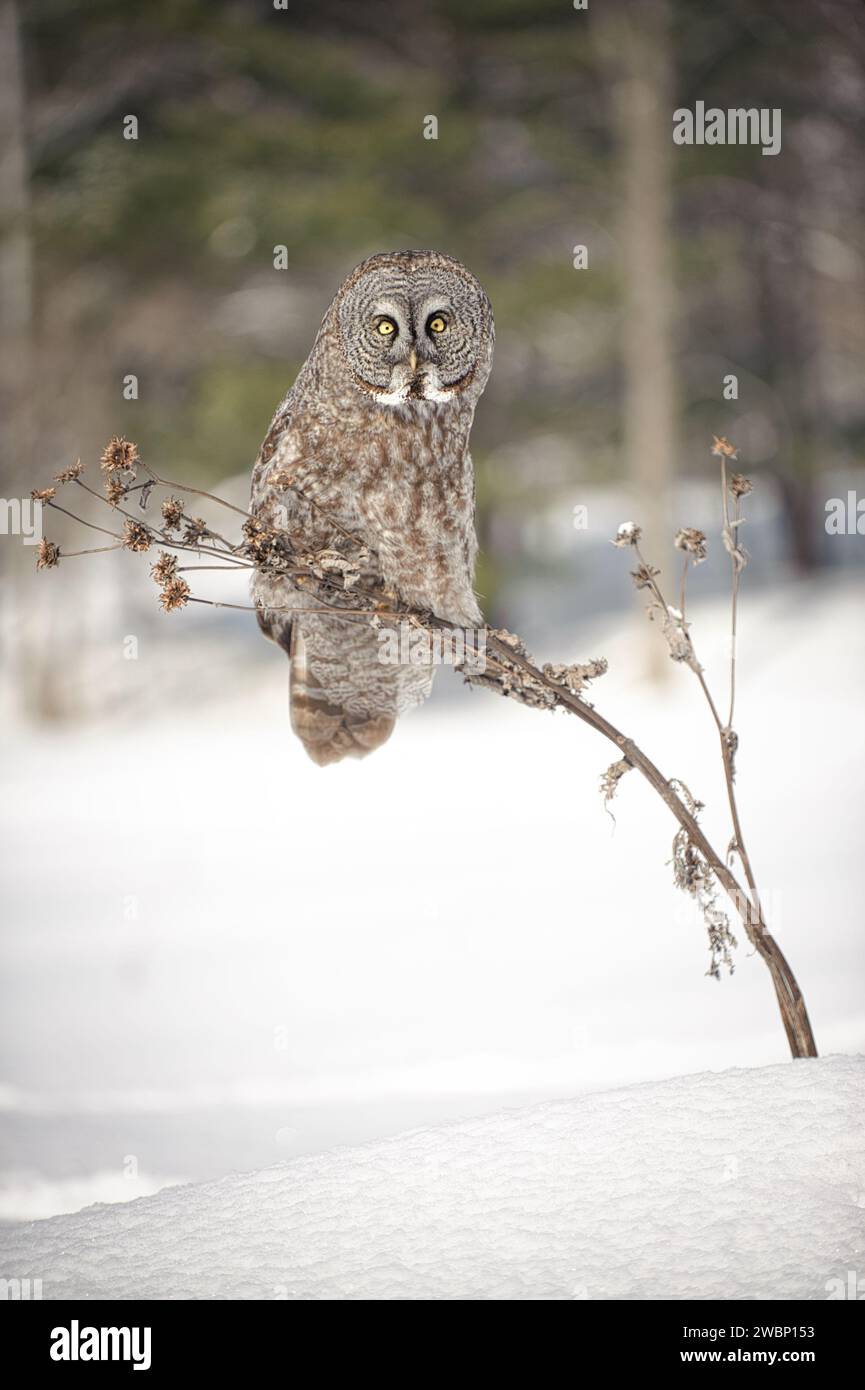 Grey owl yellow eyes hi-res stock photography and images - Alamy