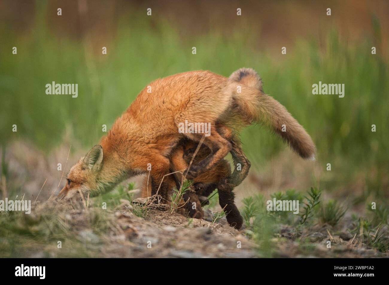 Young Red Fox running down a path Stock Photo - Alamy