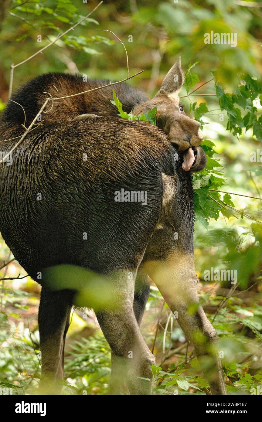 Moose rubbing its hindquaters in the Forest Stock Photo - Alamy