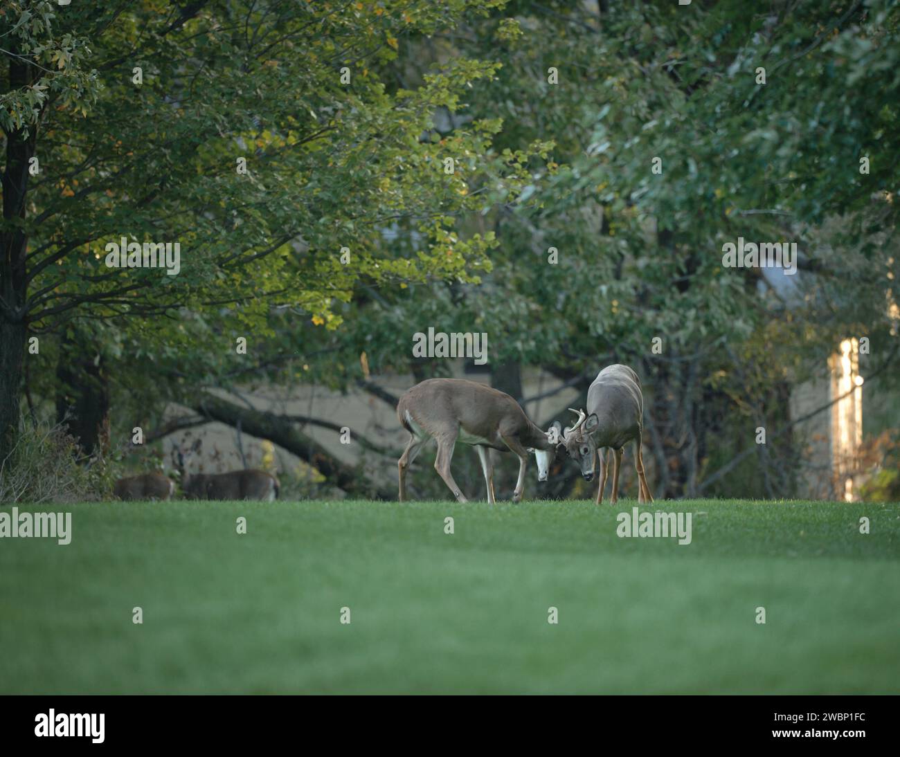 Male animals fighting hi-res stock photography and images - Alamy