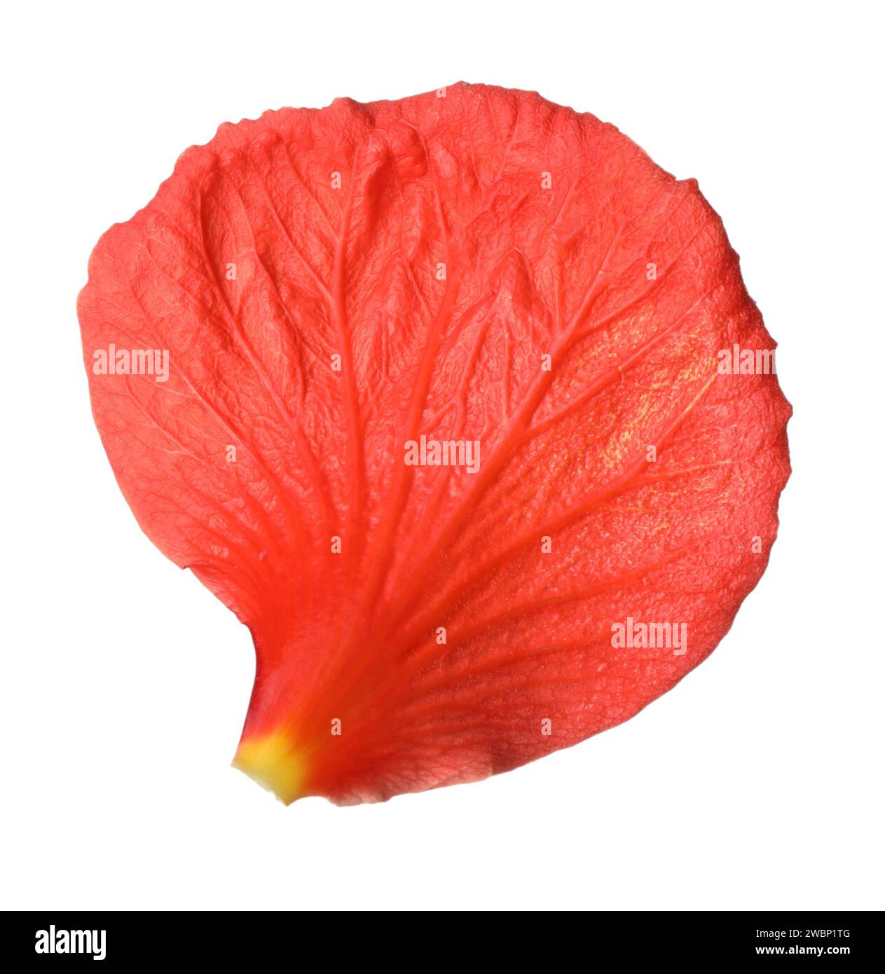 Beautiful red hibiscus petal isolated on white Stock Photo - Alamy