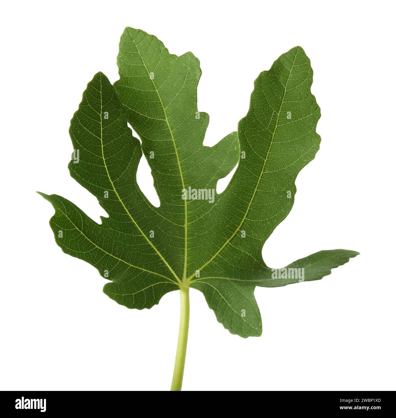 One green leaf of fig tree isolated on white Stock Photo - Alamy