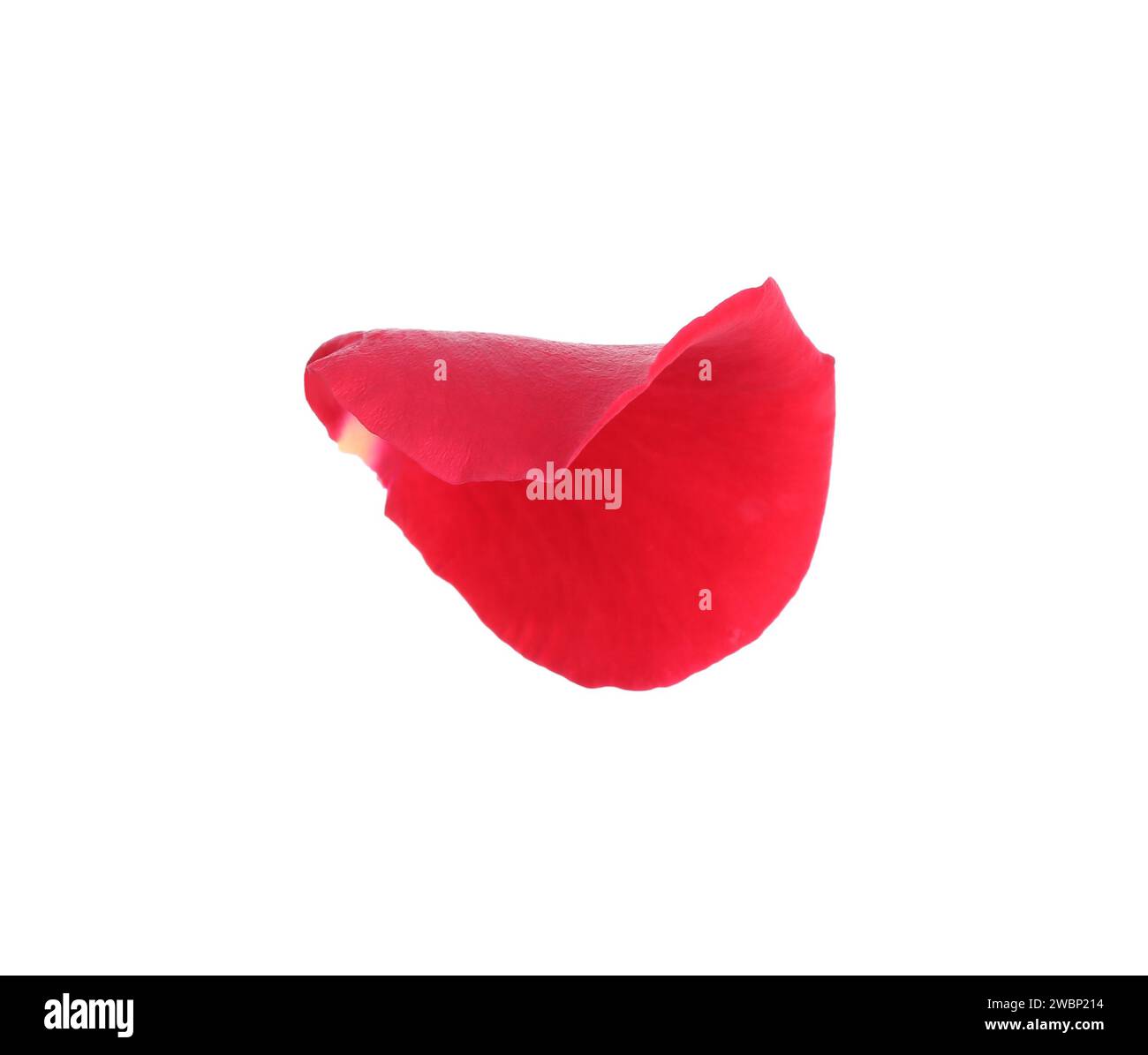 Tender red rose petal isolated on white Stock Photo - Alamy