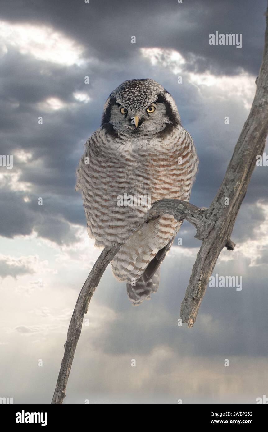 Northern Hawk Owl perched on a branch Stock Photo - Alamy