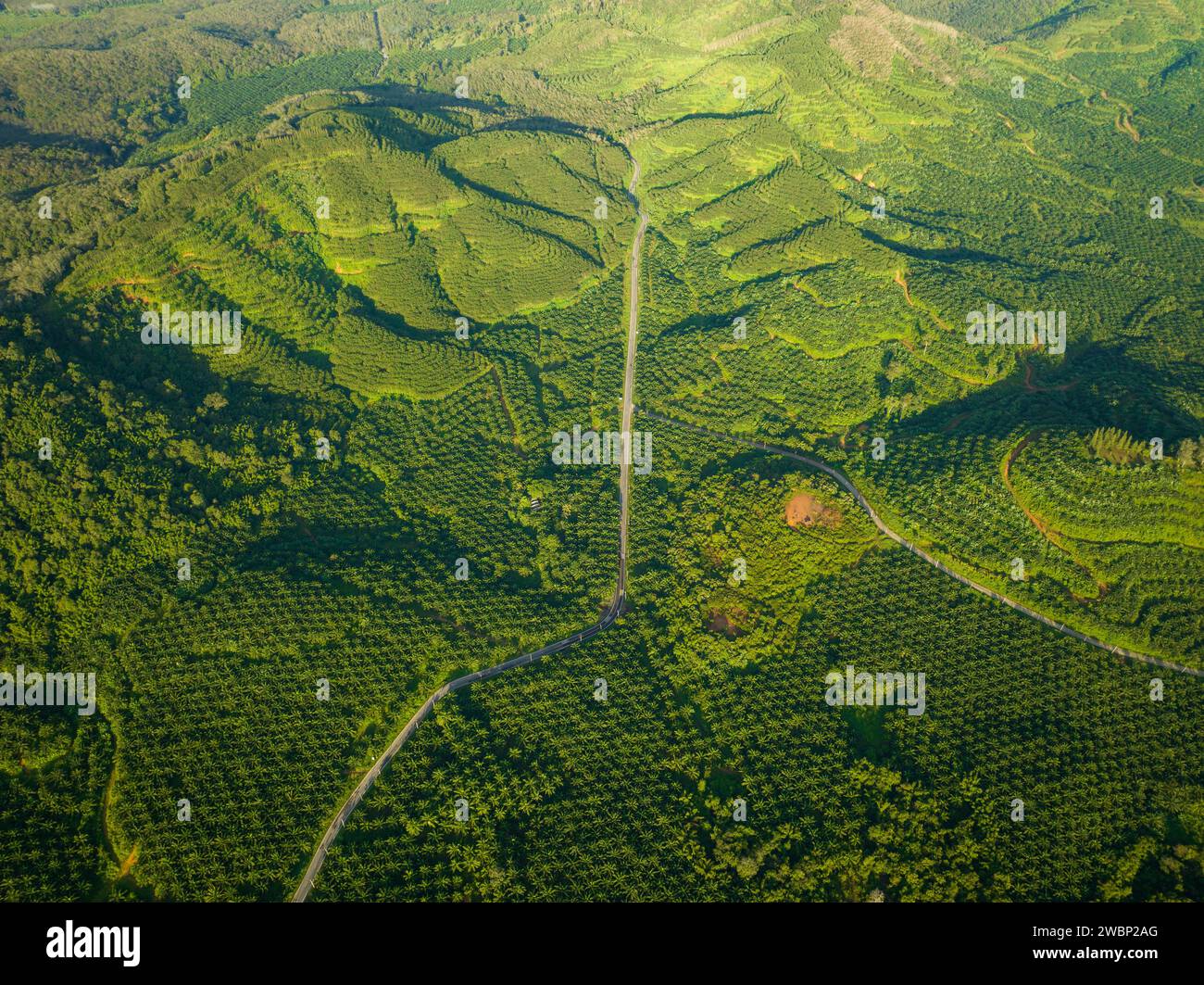 Aerial shot row palm trees hi-res stock photography and images - Alamy