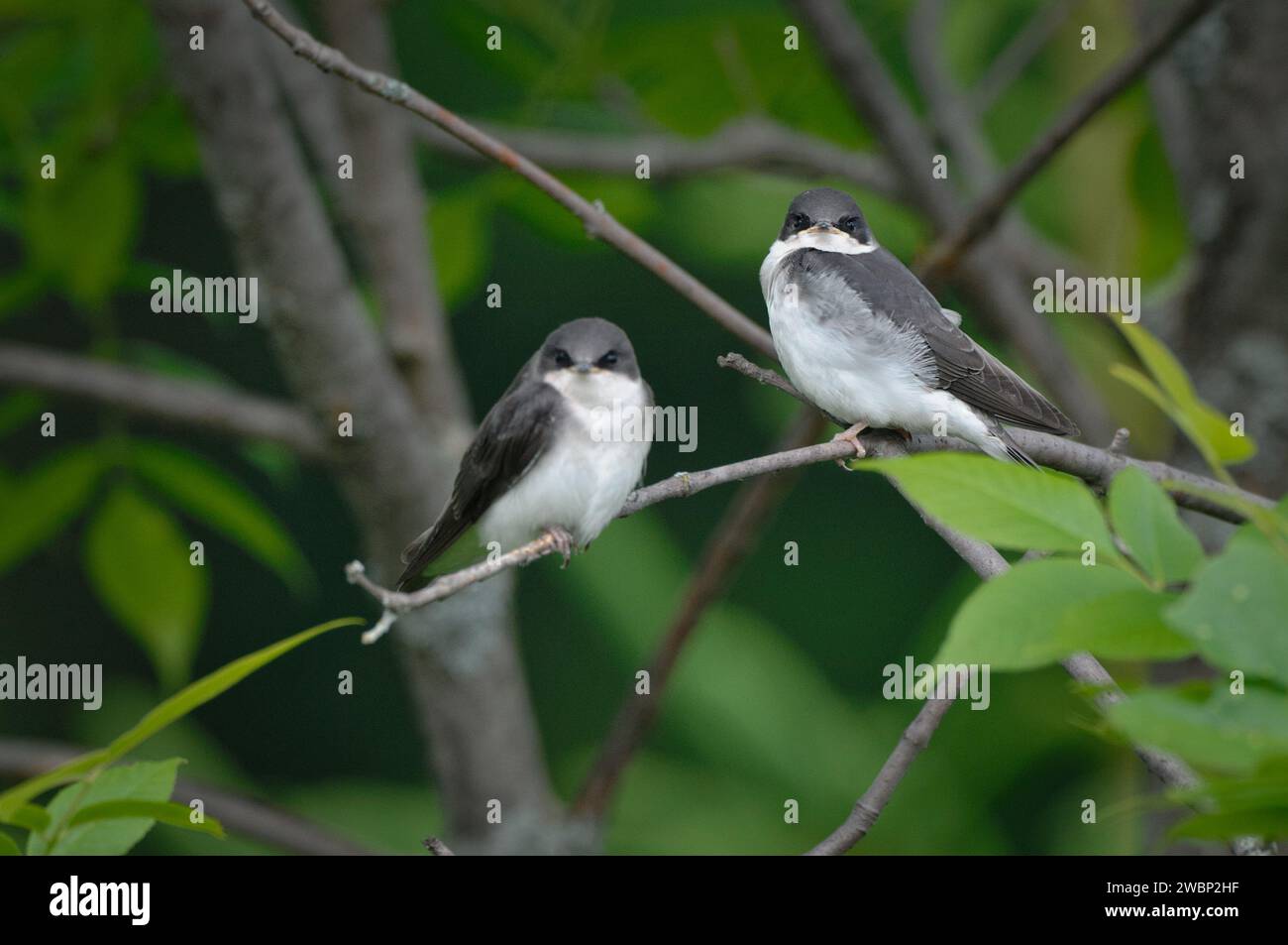 Cute tree swallow hi-res stock photography and images - Alamy