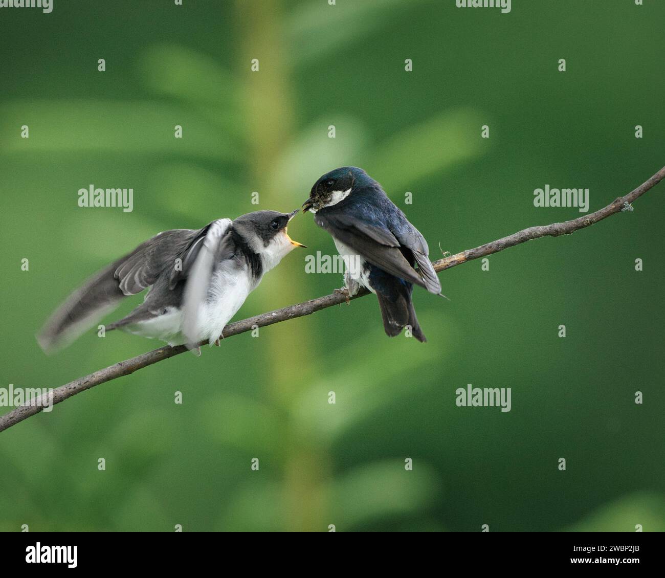 Young Tree Swallow calling parents for foods Stock Photo - Alamy