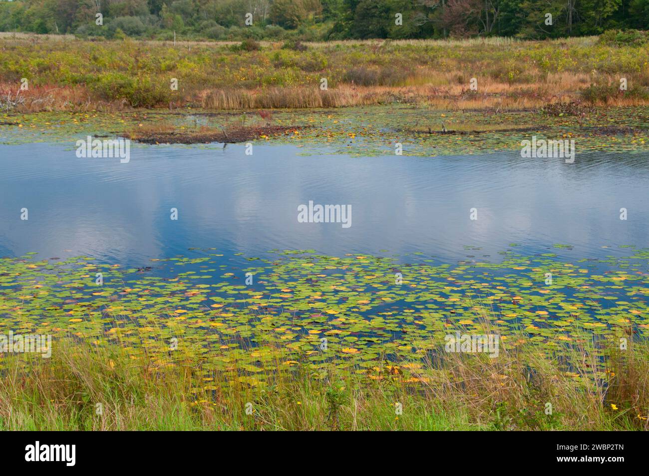 Marsh management hi-res stock photography and images - Alamy