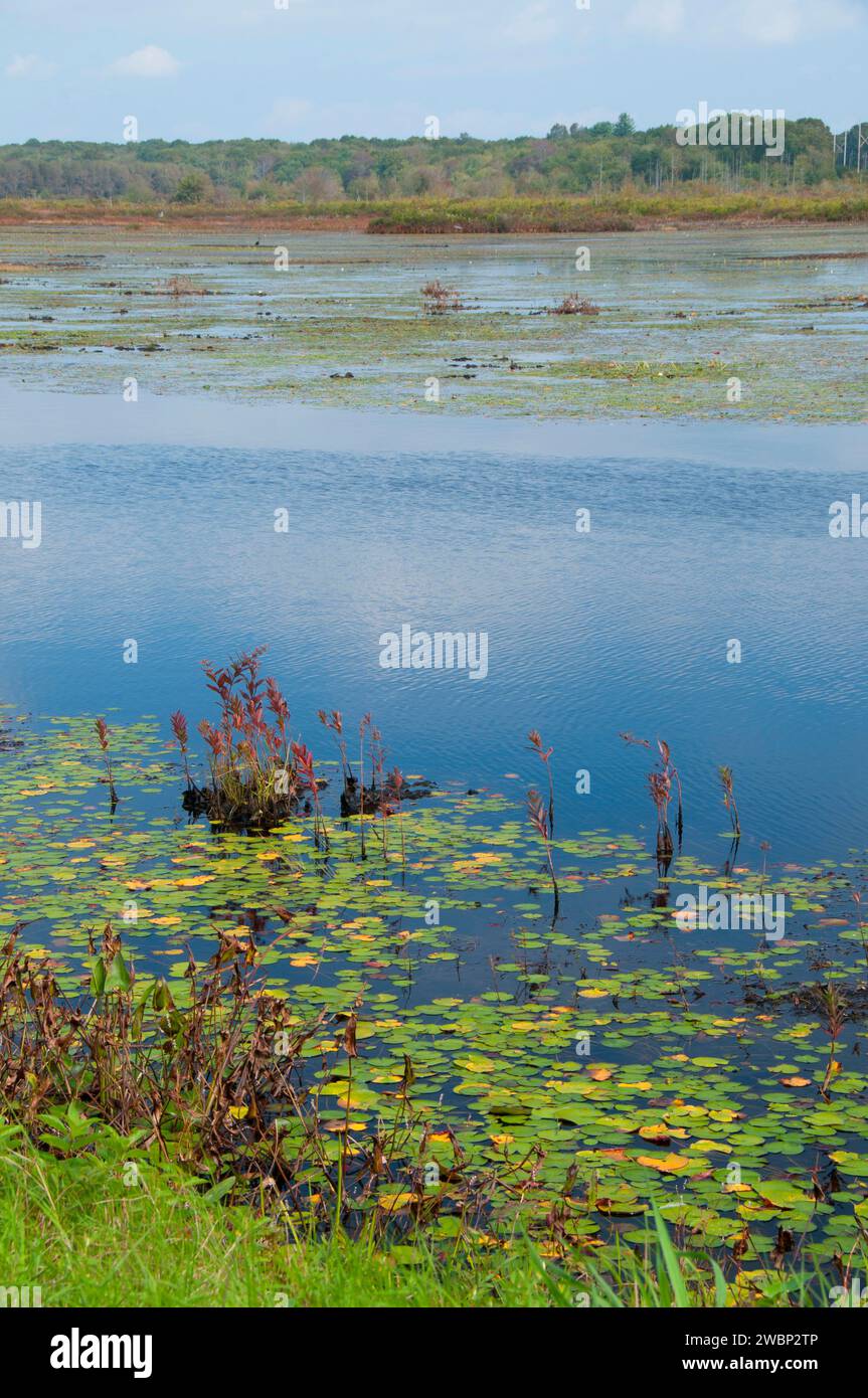 Great swamp management area hi-res stock photography and images - Alamy