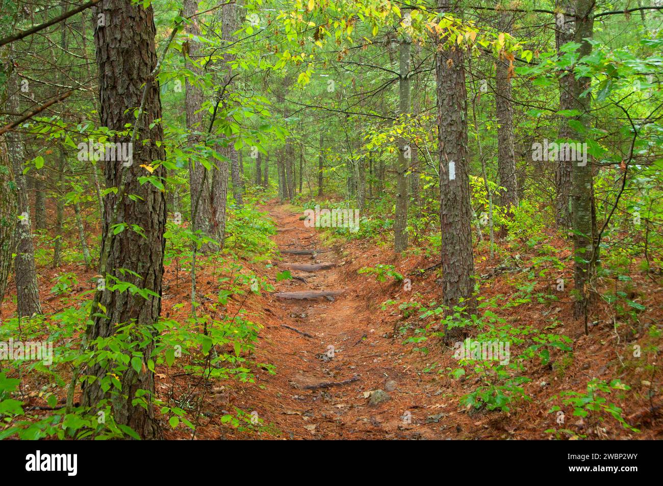 Mount Tom Trail, Arcadia Management Area, Rhode Island Stock Photo - Alamy