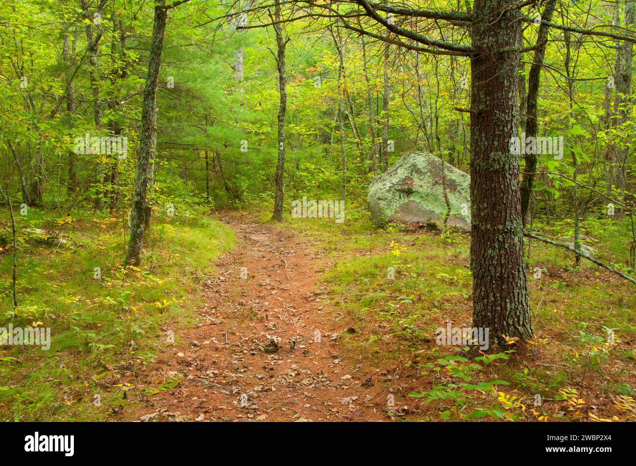 Trail by Parris Brook, Arcadia Management Area, Rhode Island Stock ...