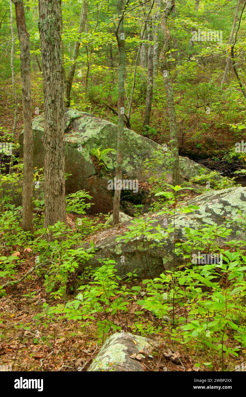 Arcadia management area hi-res stock photography and images - Alamy