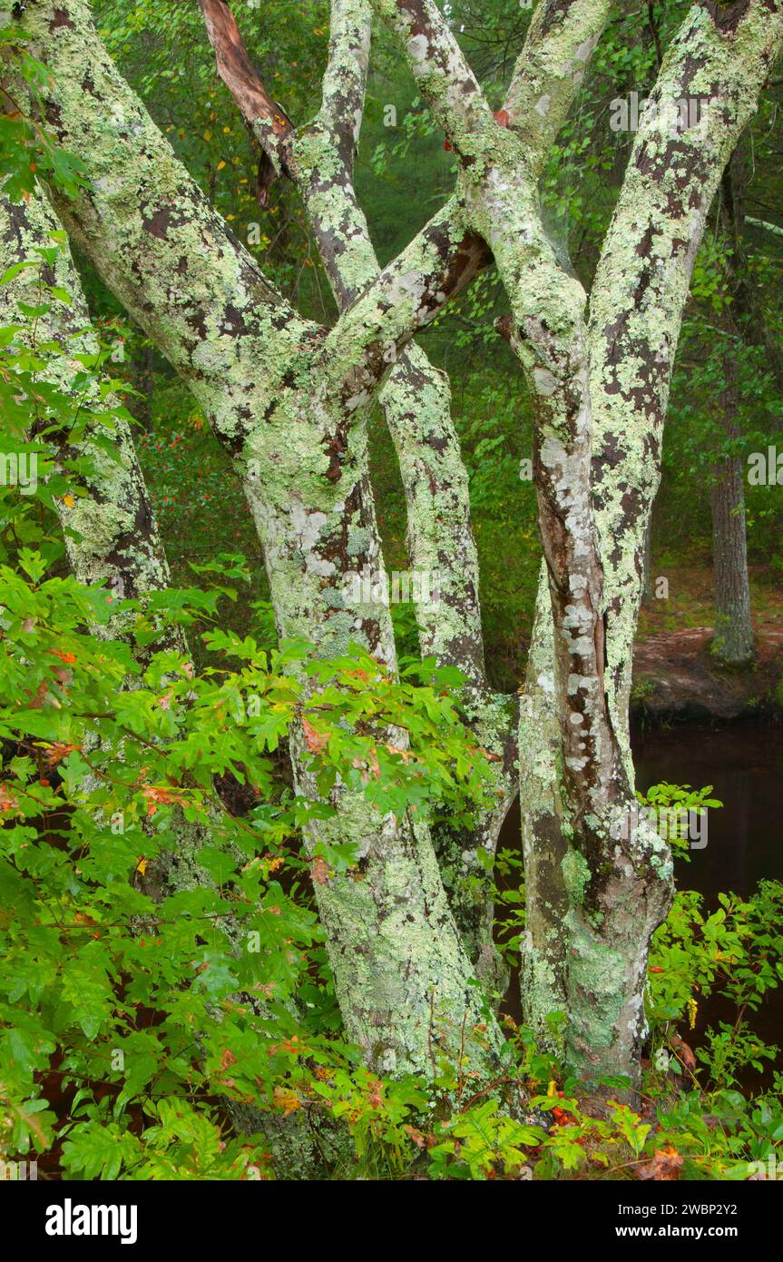 Rhode wood hi-res stock photography and images - Alamy
