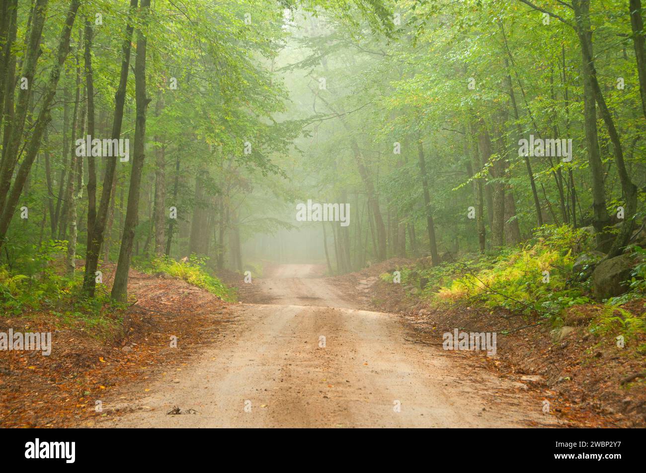Fall River Road, Arcadia Management Area, Rhode Island Stock Photo - Alamy