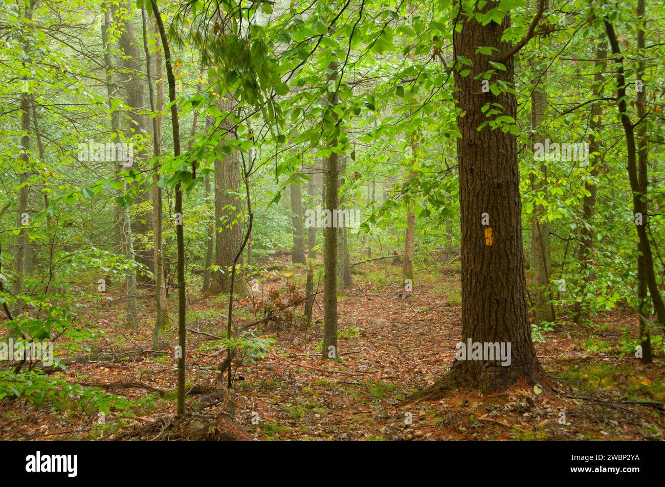 Tippecansett Trail, Arcadia Management Area, Rhode Island Stock Photo ...
