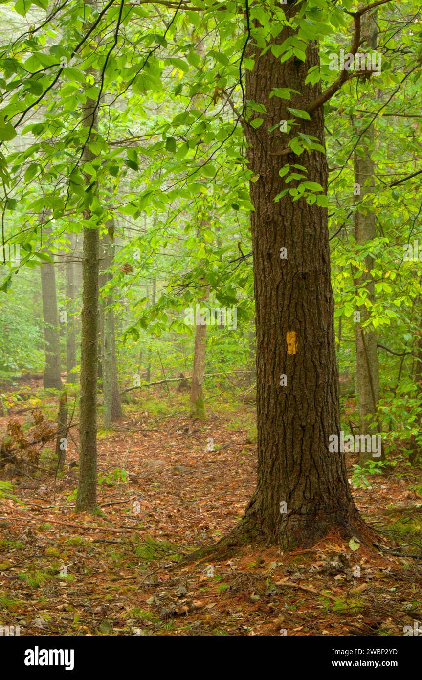 Arcadia management area hi-res stock photography and images - Alamy