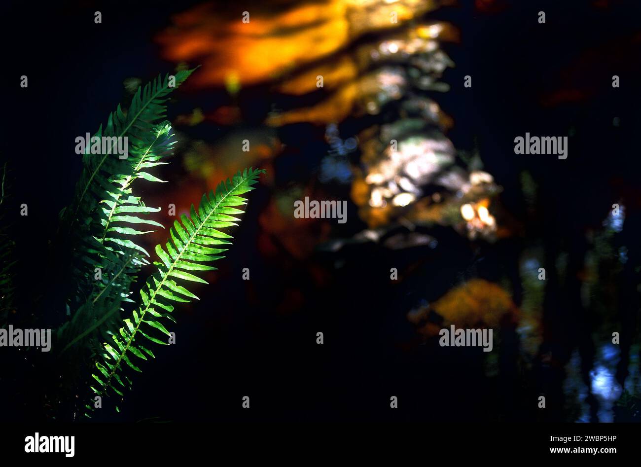 Australia forest fern hi-res stock photography and images - Alamy