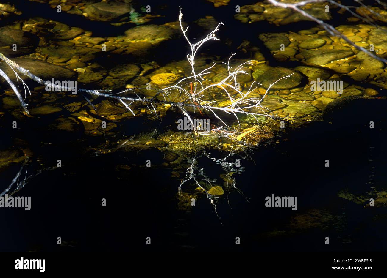 Dead tree in water hi-res stock photography and images - Alamy