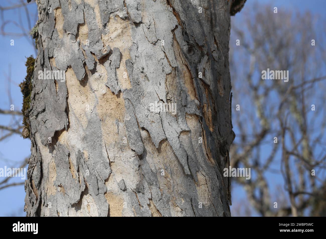 beautiful trees photographed in close-up against a forest background ...