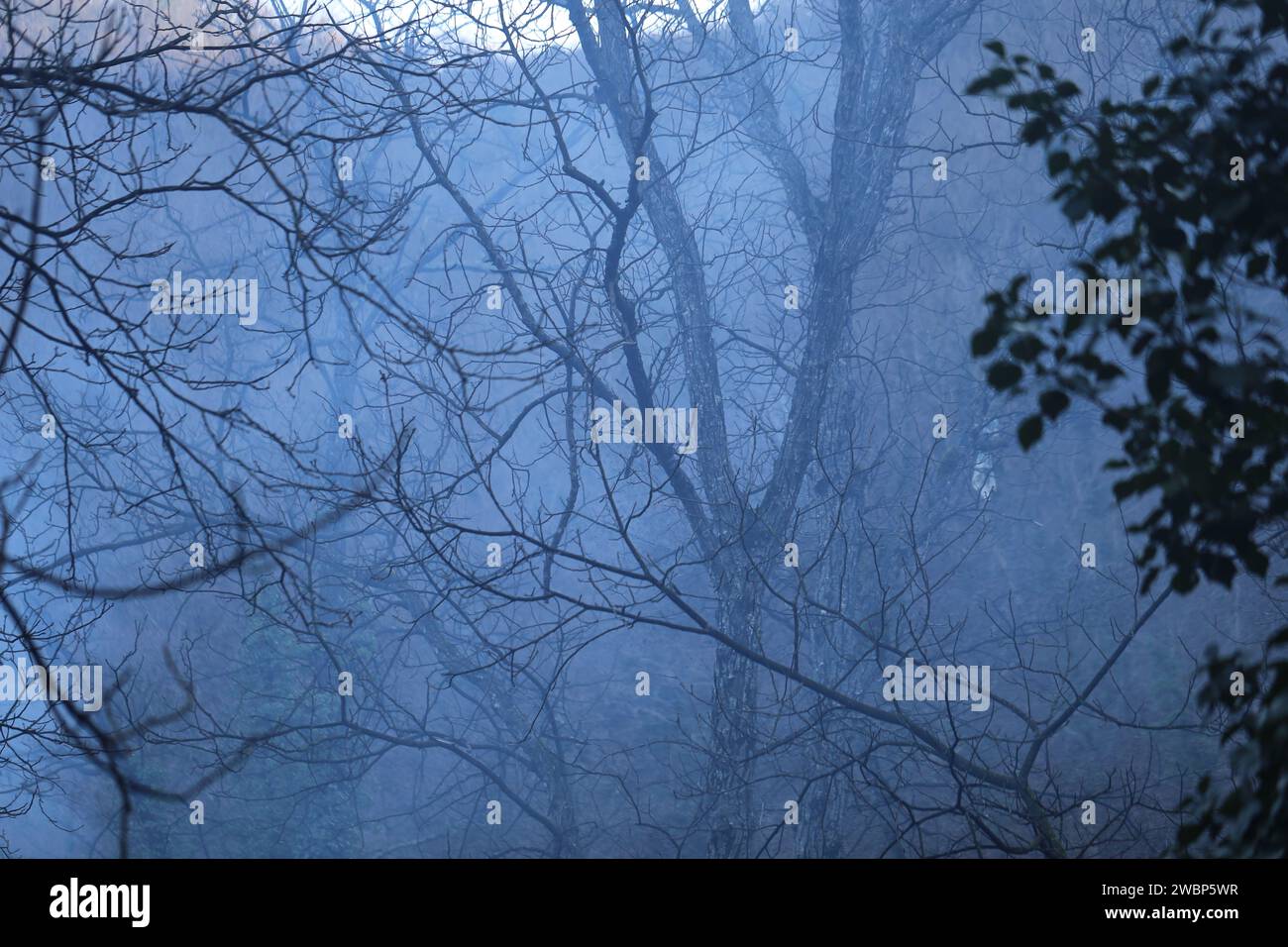 beautiful trees photographed in close-up against a forest background ...