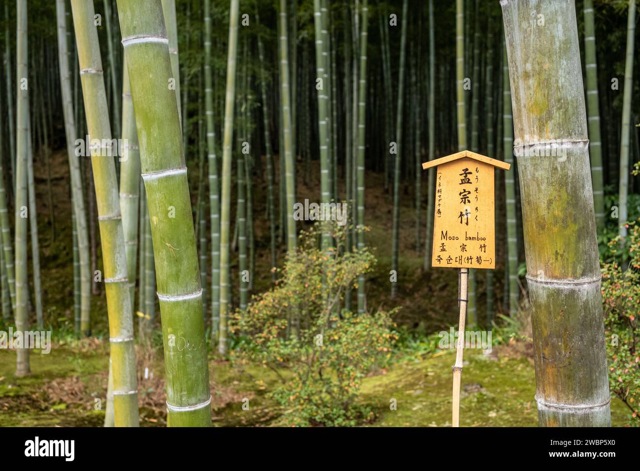Japanese bamboo garden hi-res stock photography and images - Alamy