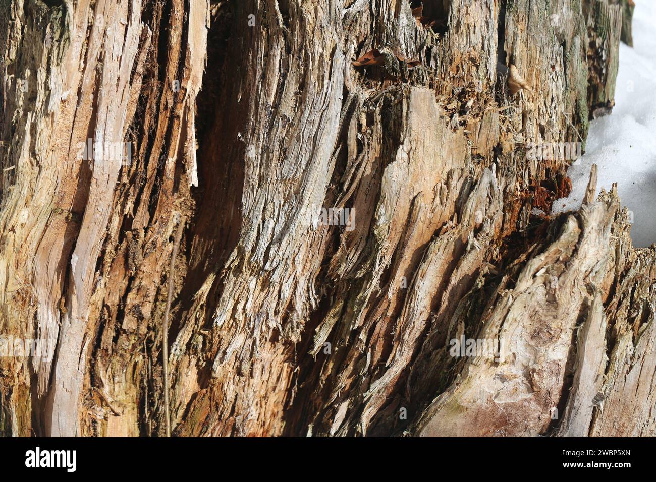 beautiful trees photographed in close-up against a forest background ...