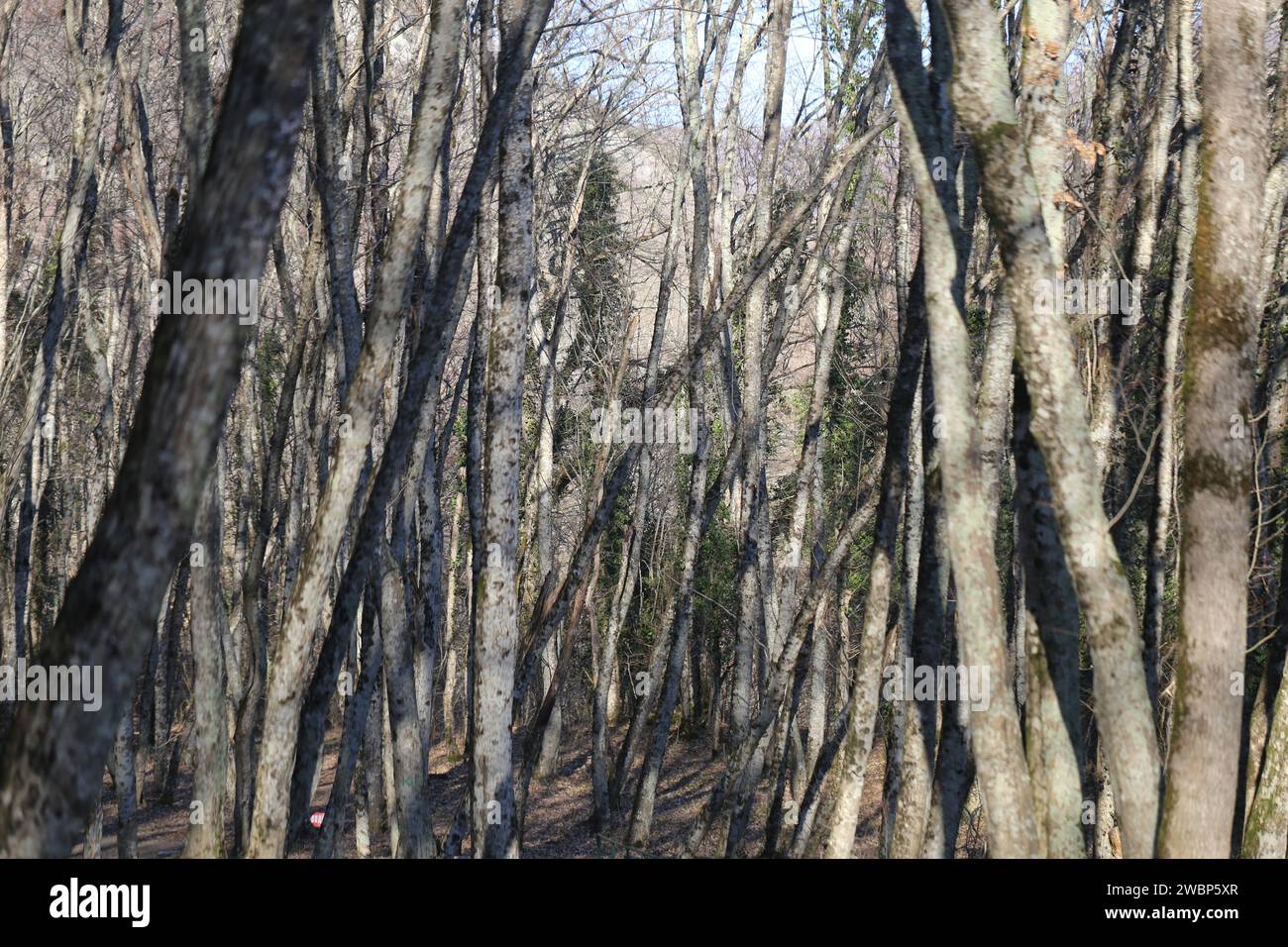 beautiful trees photographed in close-up against a forest background ...