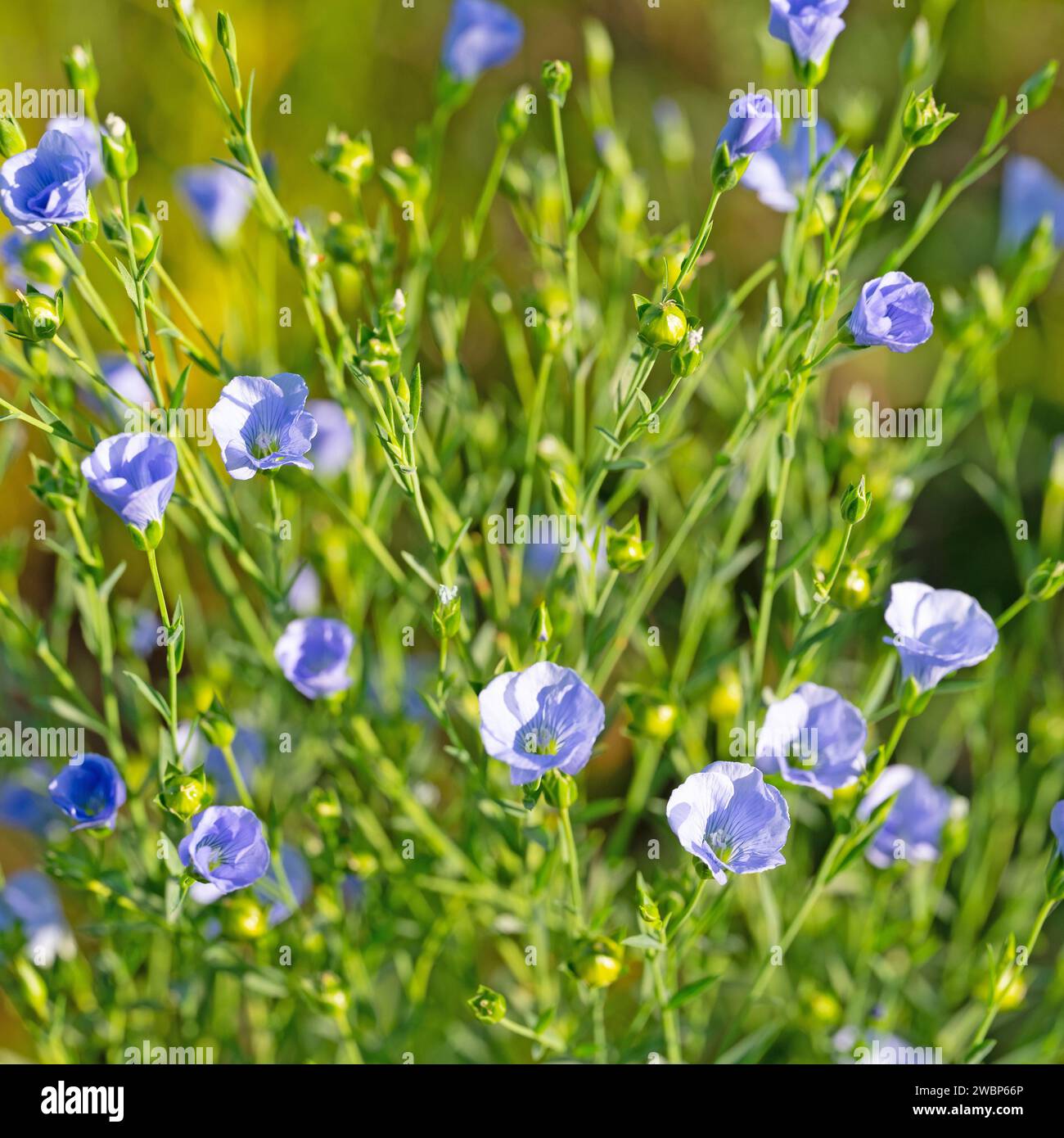 Flowering common flax, Linum usitatissimum Stock Photo - Alamy