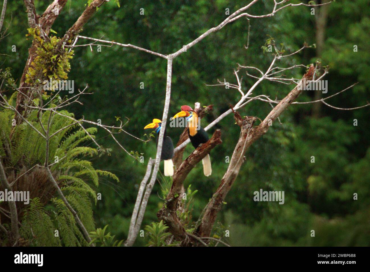 Hornbill bird foot hi-res stock photography and images - Alamy