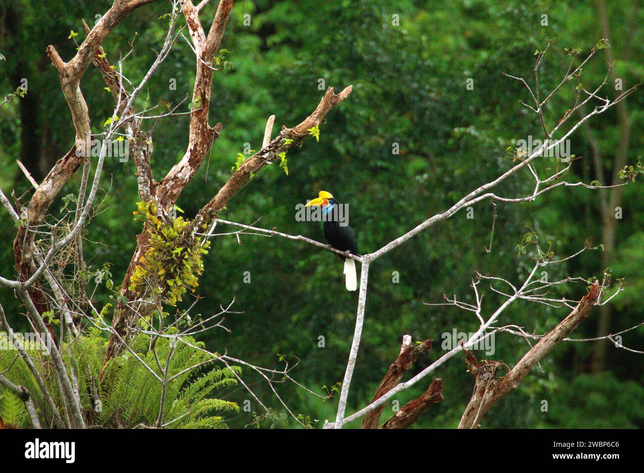 A female individual of knobbed hornbill (Rhyticeros cassidix) perches ...