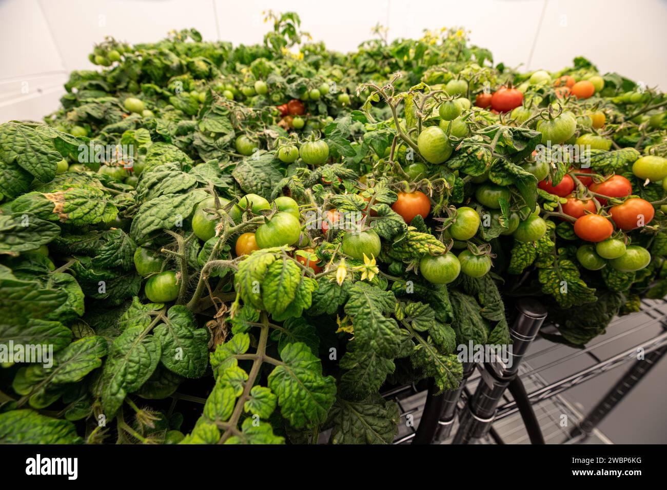 These ‘Red Robin’ dwarf tomato plants, photographed Jan. 10, 2019 ...