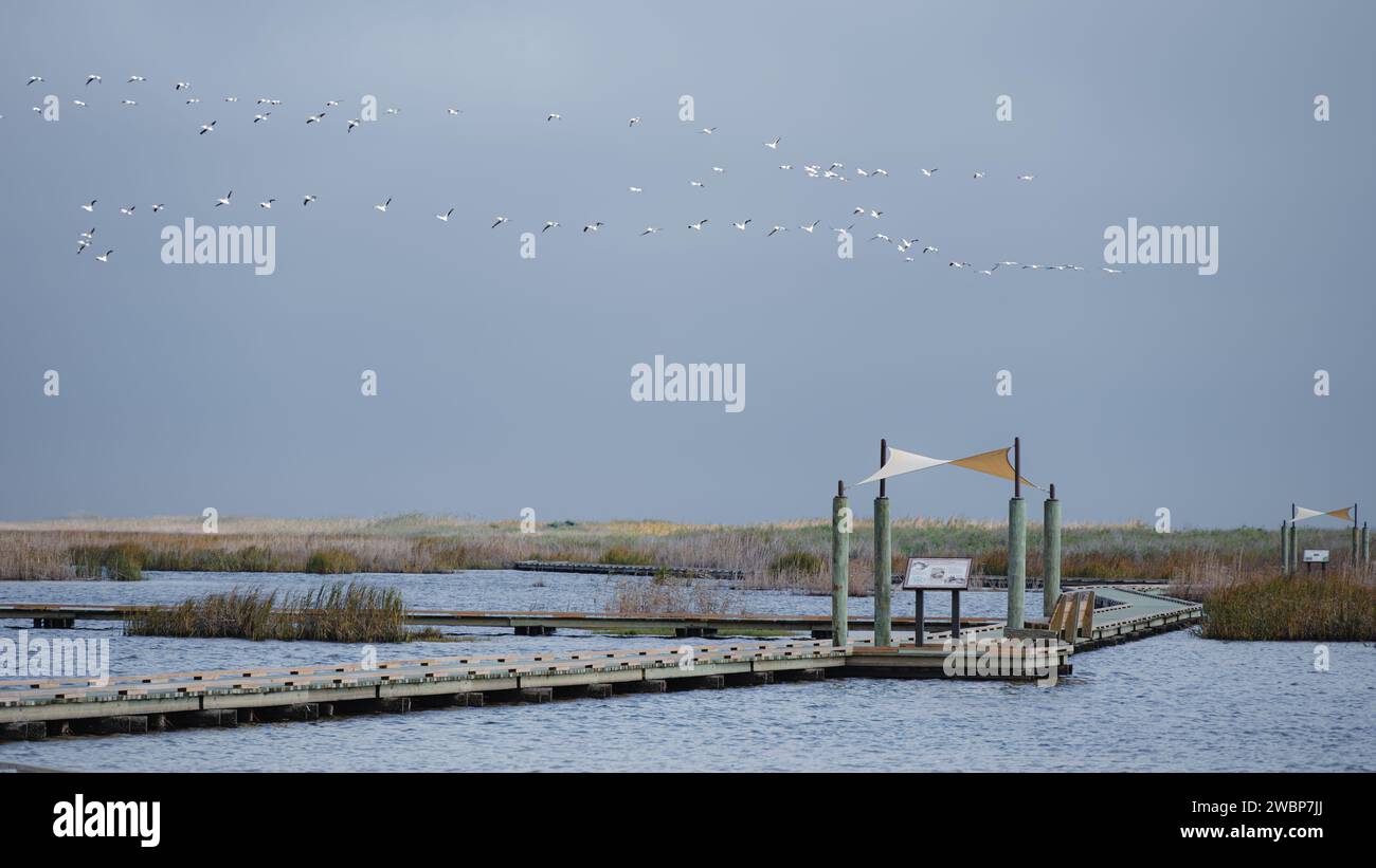 The Gambusia Nature Trail Boardwalk at Sea Rim State Park in Texas ...