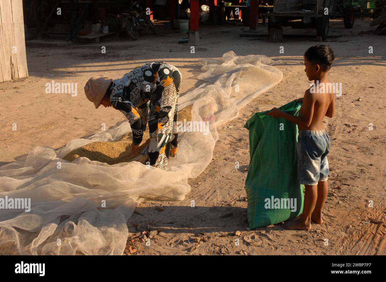 Mother and son sweeping up rice that has been drying out in the sun in ...