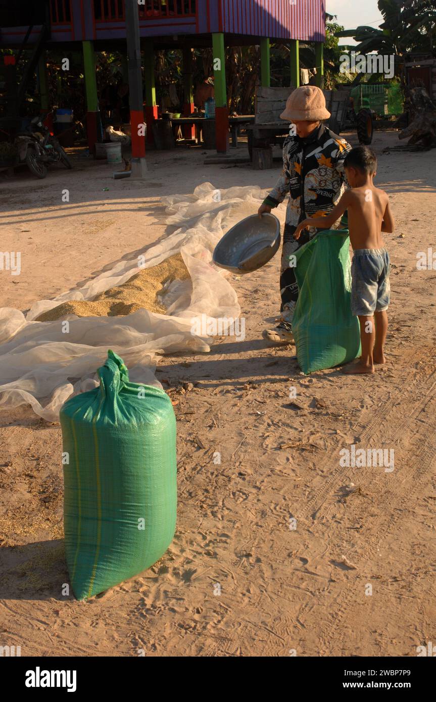 Mother and son sweeping up rice that has been drying out in the sun in ...