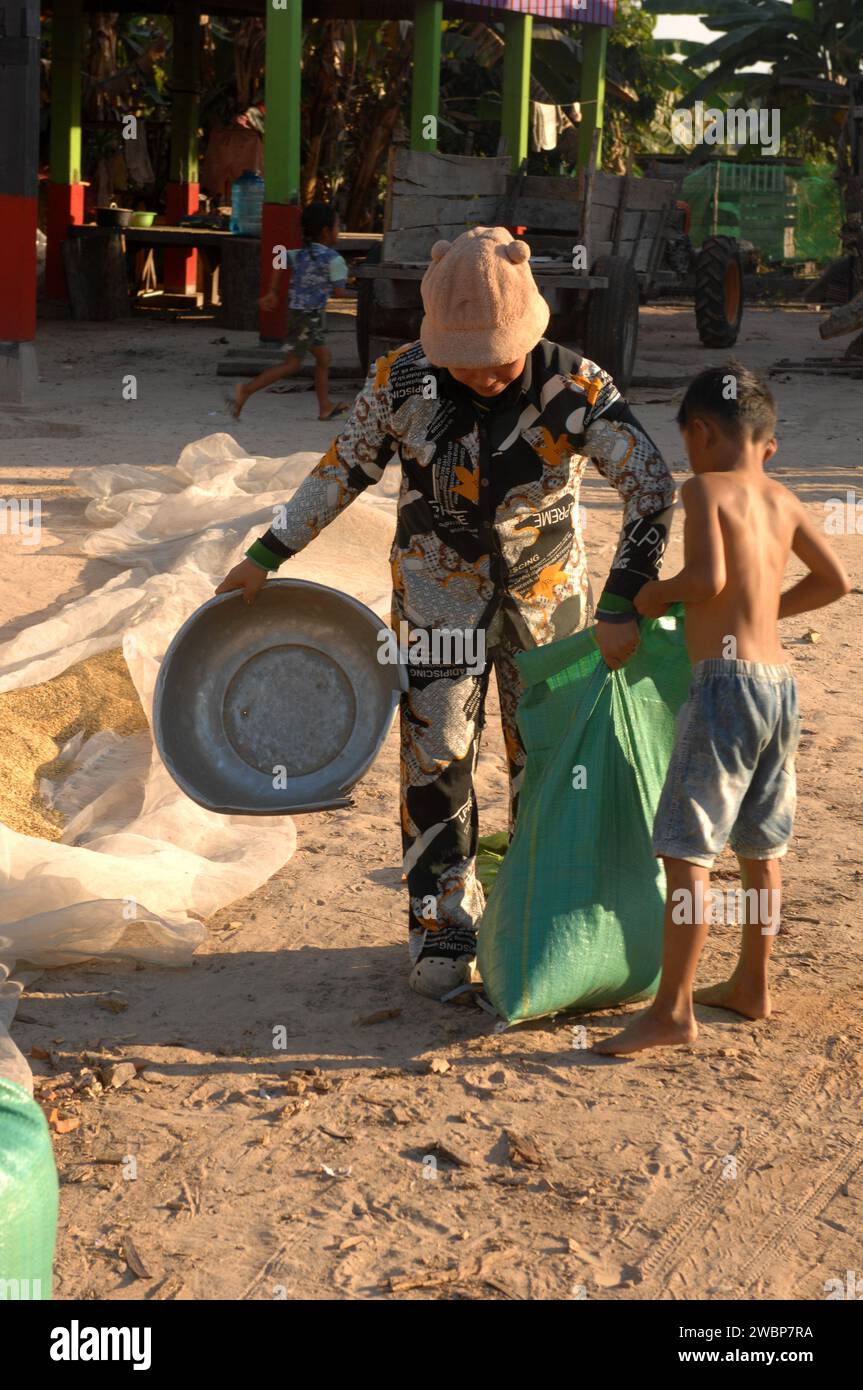 Mother and son sweeping up rice that has been drying out in the sun in ...
