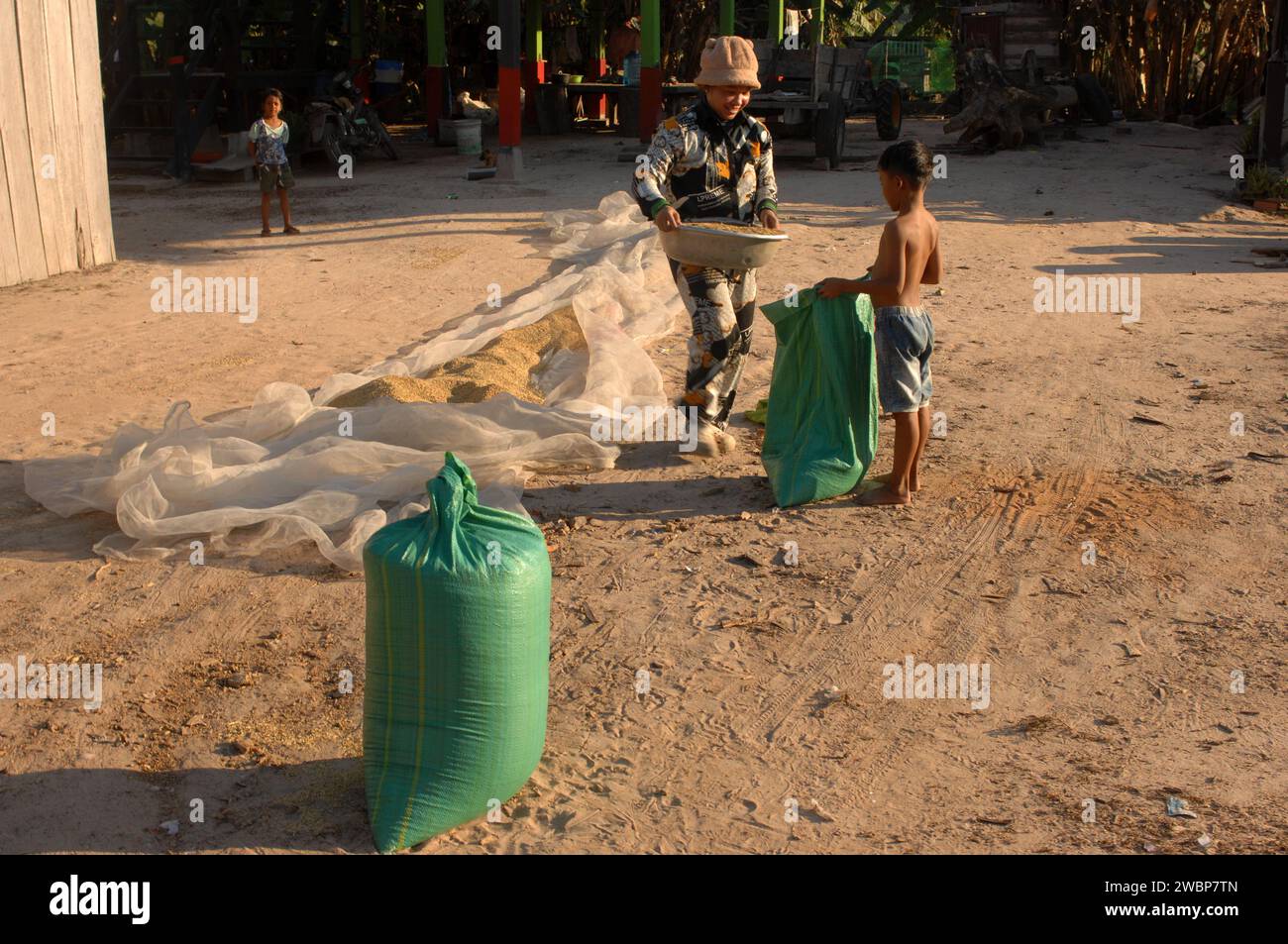 Mother and son sweeping up rice that has been drying out in the sun in ...