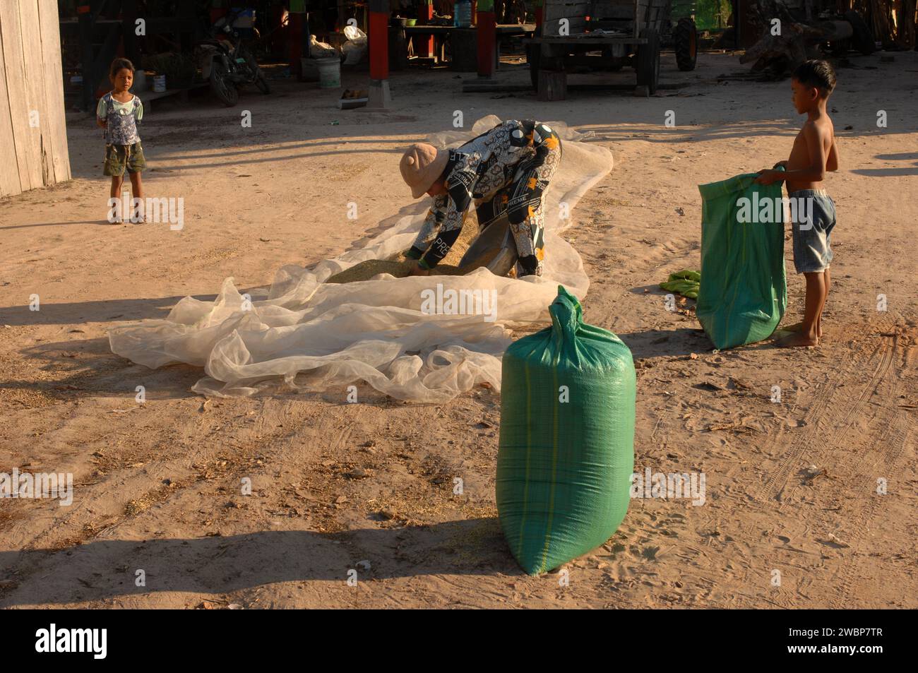 Mother and son sweeping up rice that has been drying out in the sun in ...