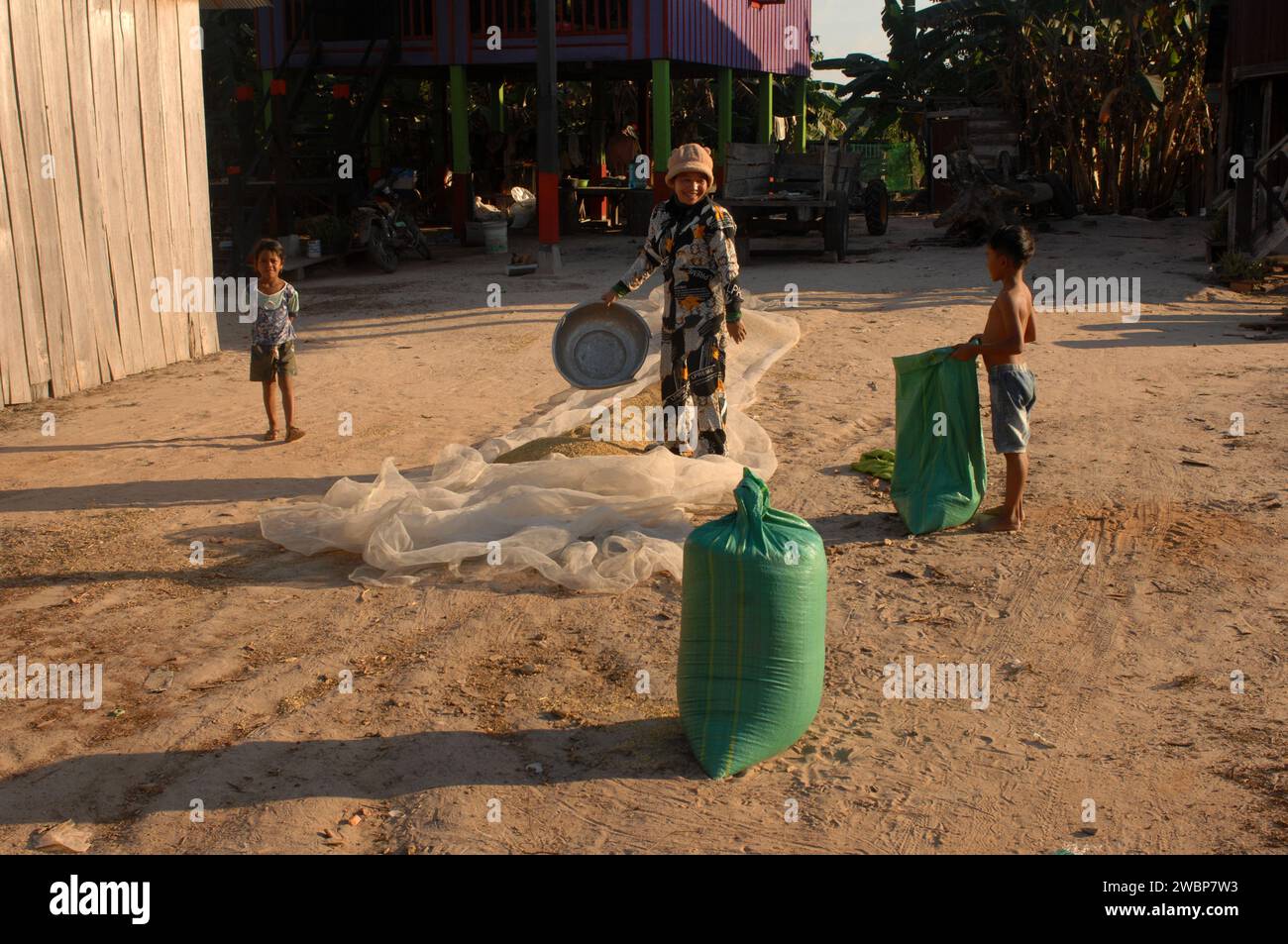 Mother and son sweeping up rice that has been drying out in the sun in ...