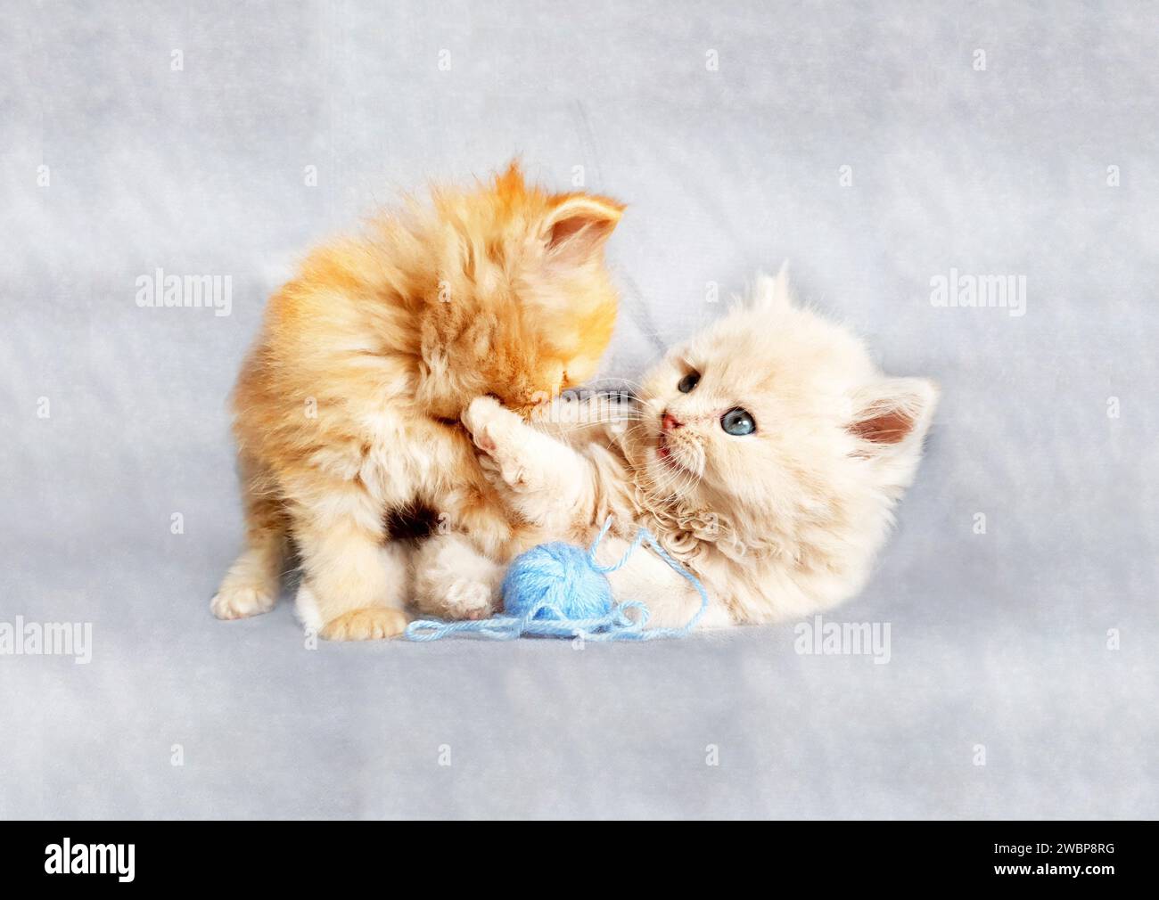 Cute kittens playing with wool Stock Photo - Alamy