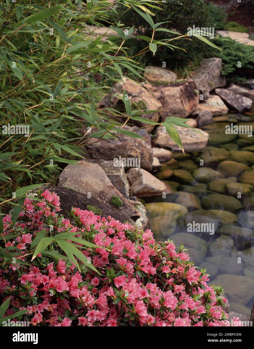 SECTION OF A LARGE GARDEN POND FEATURING ROCKS USED FOR EDGING.BAMBOO ...