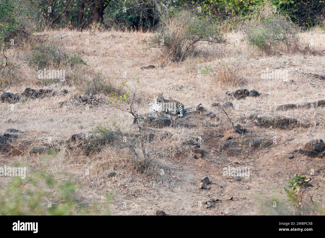 Leopard in Action Stock Photo - Alamy