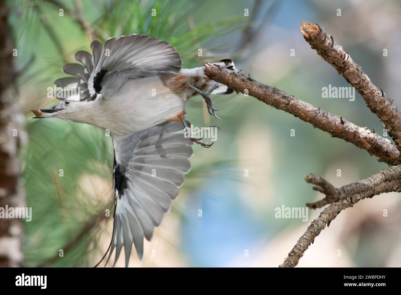 white breasted nuthatch Stock Photo - Alamy