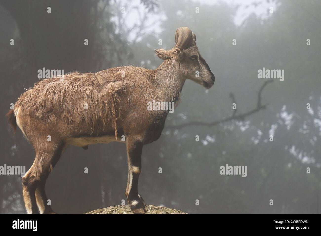 Antler wildlife hi-res stock photography and images - Alamy