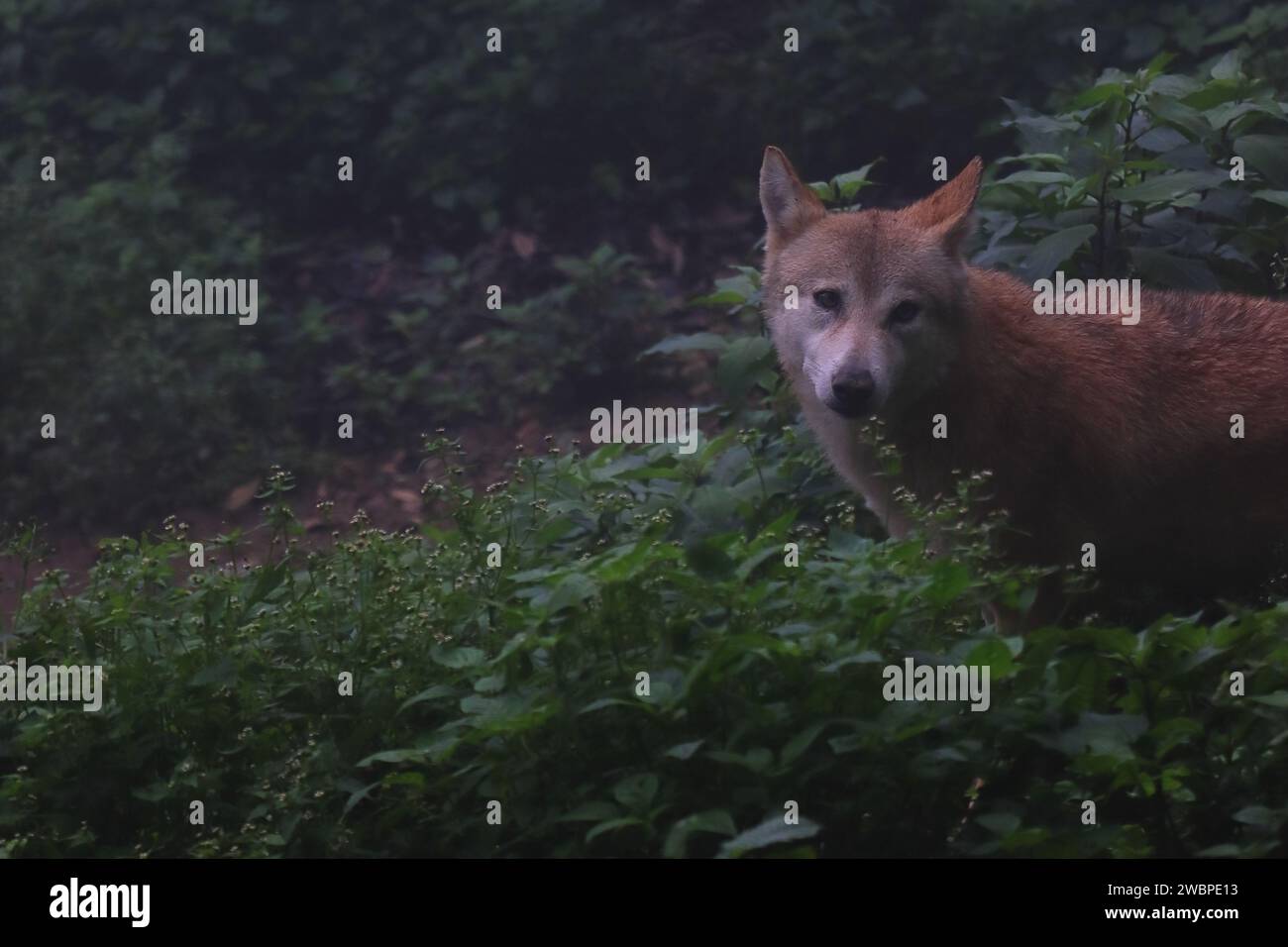 endangered and rare species himalayan wolf (canis lupus chanco) in ...